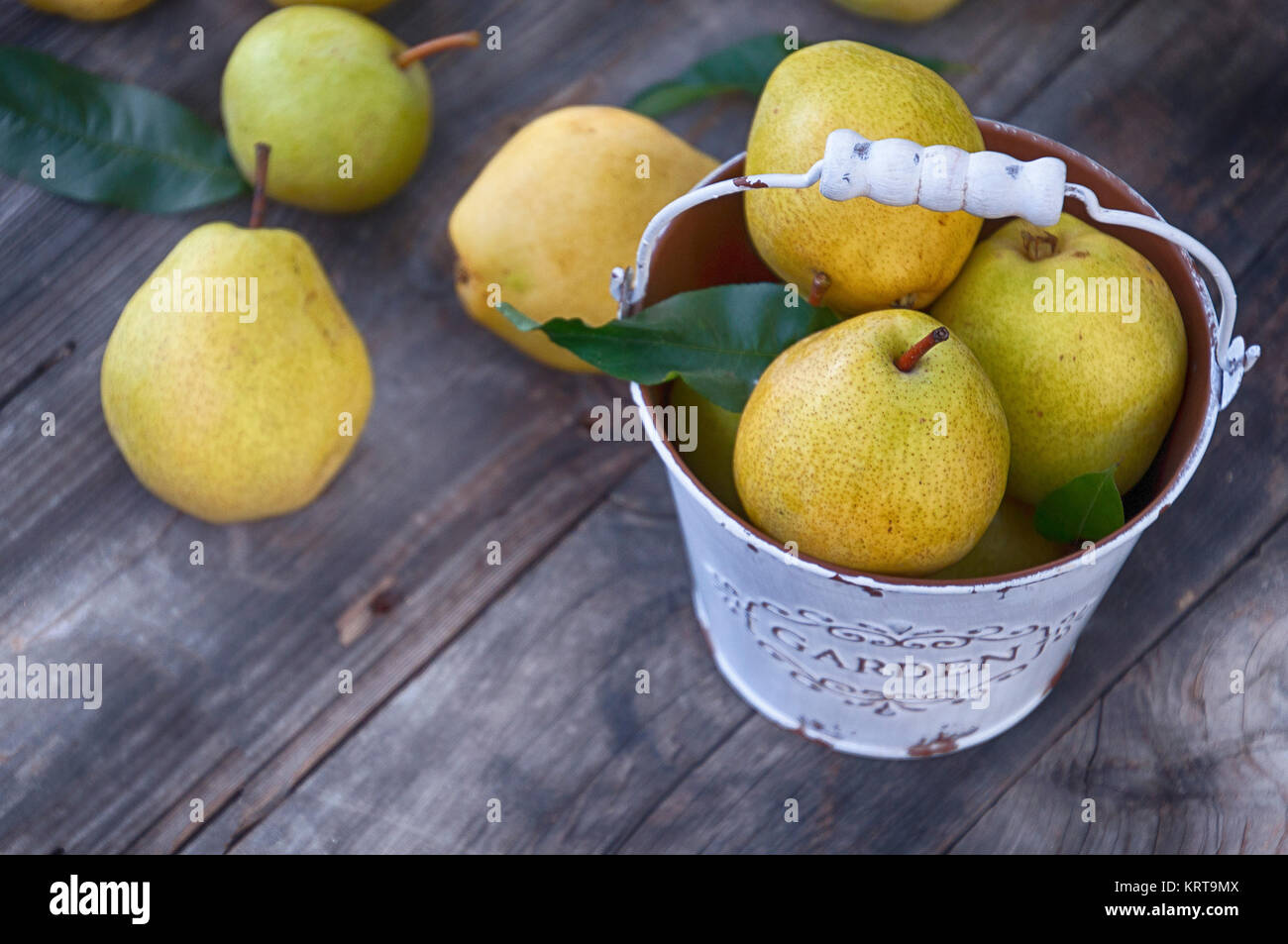 Ripe pears in a metal bucket white Stock Photo - Alamy
