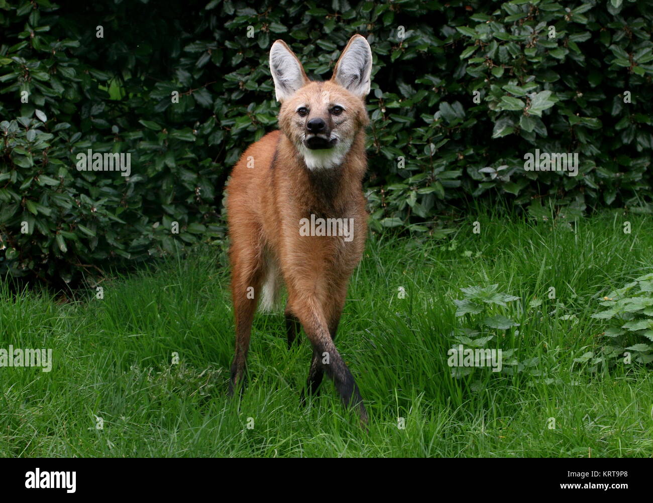 Maned wolf walking hi-res stock photography and images - Alamy