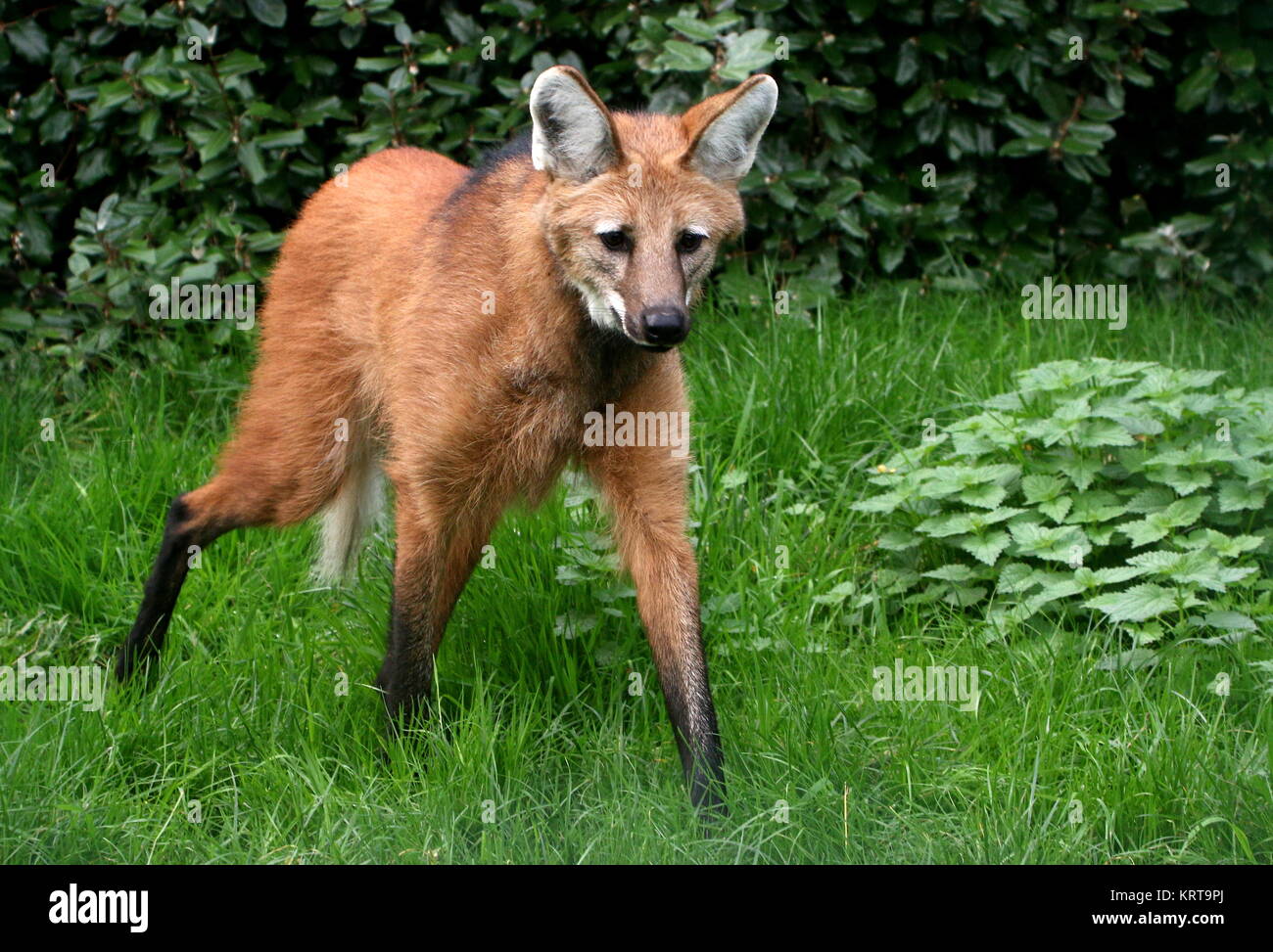 Crin wolf hi-res stock photography and images - Alamy
