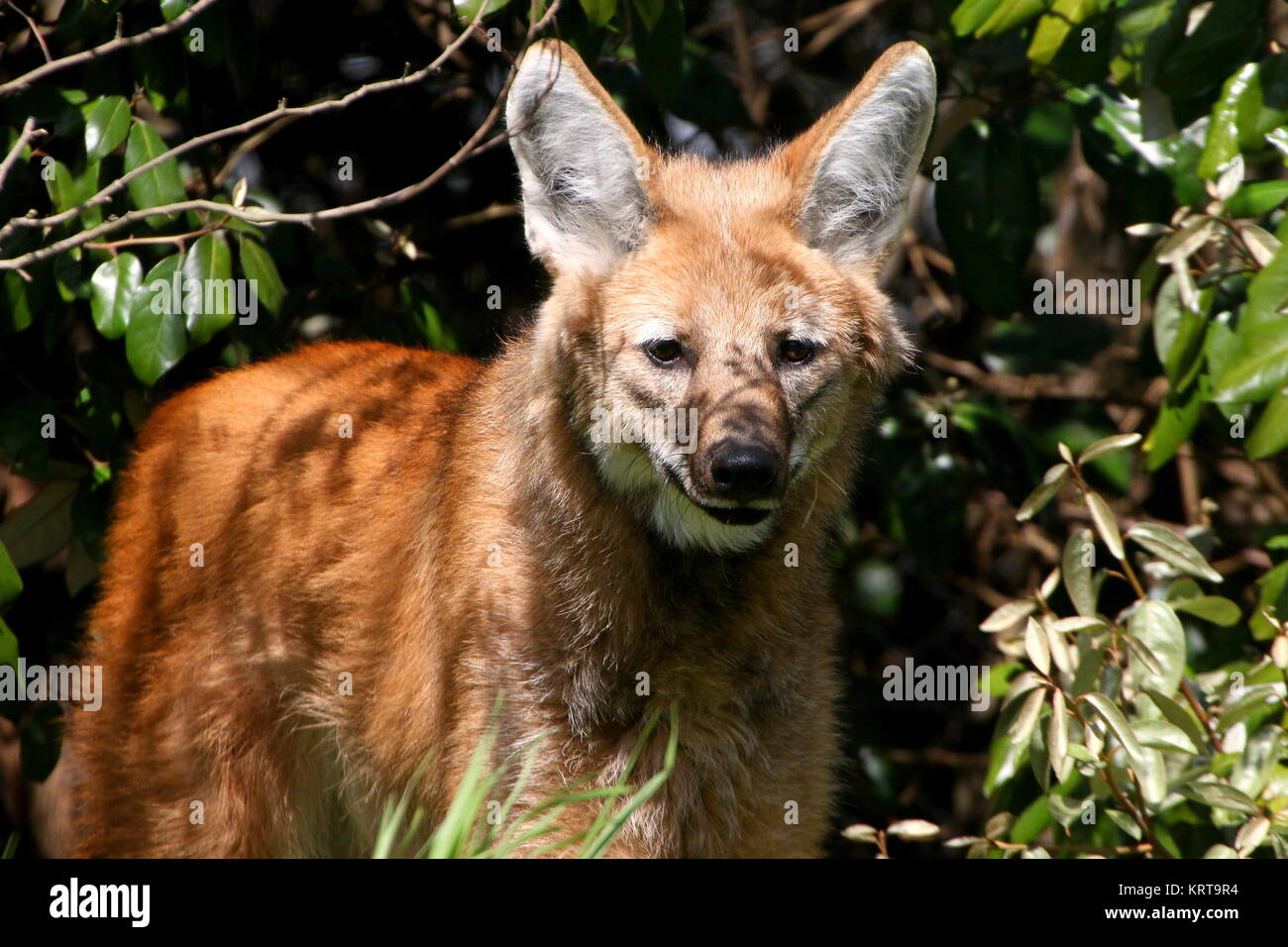 Watchful South American Maned wolf (Chrysocyon brachyurus) on the prowl ...