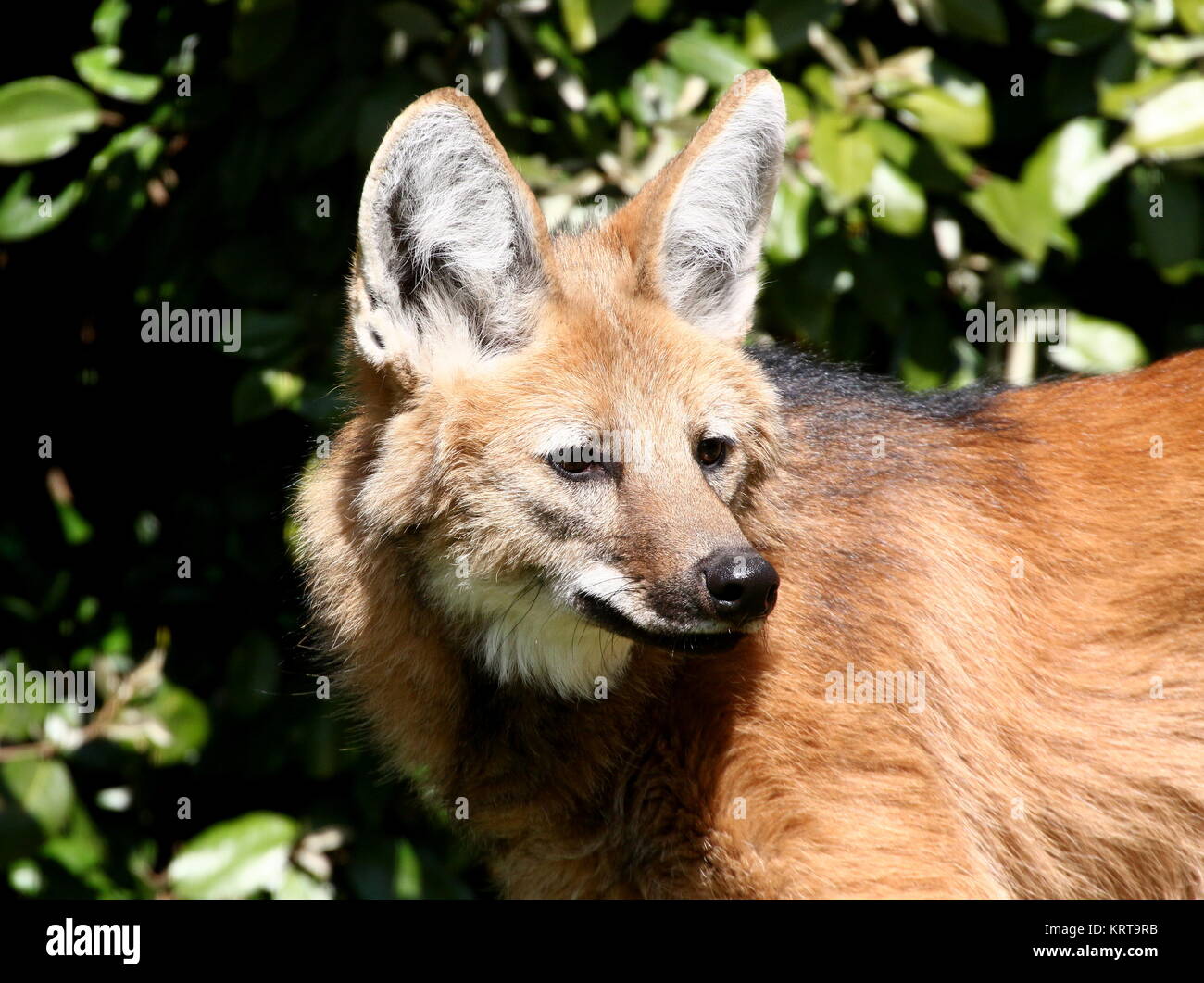 Maned Wolf Eyes