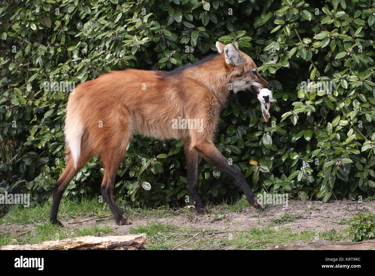Maned Wolf Brazil High Resolution Stock Photography and Images - Alamy