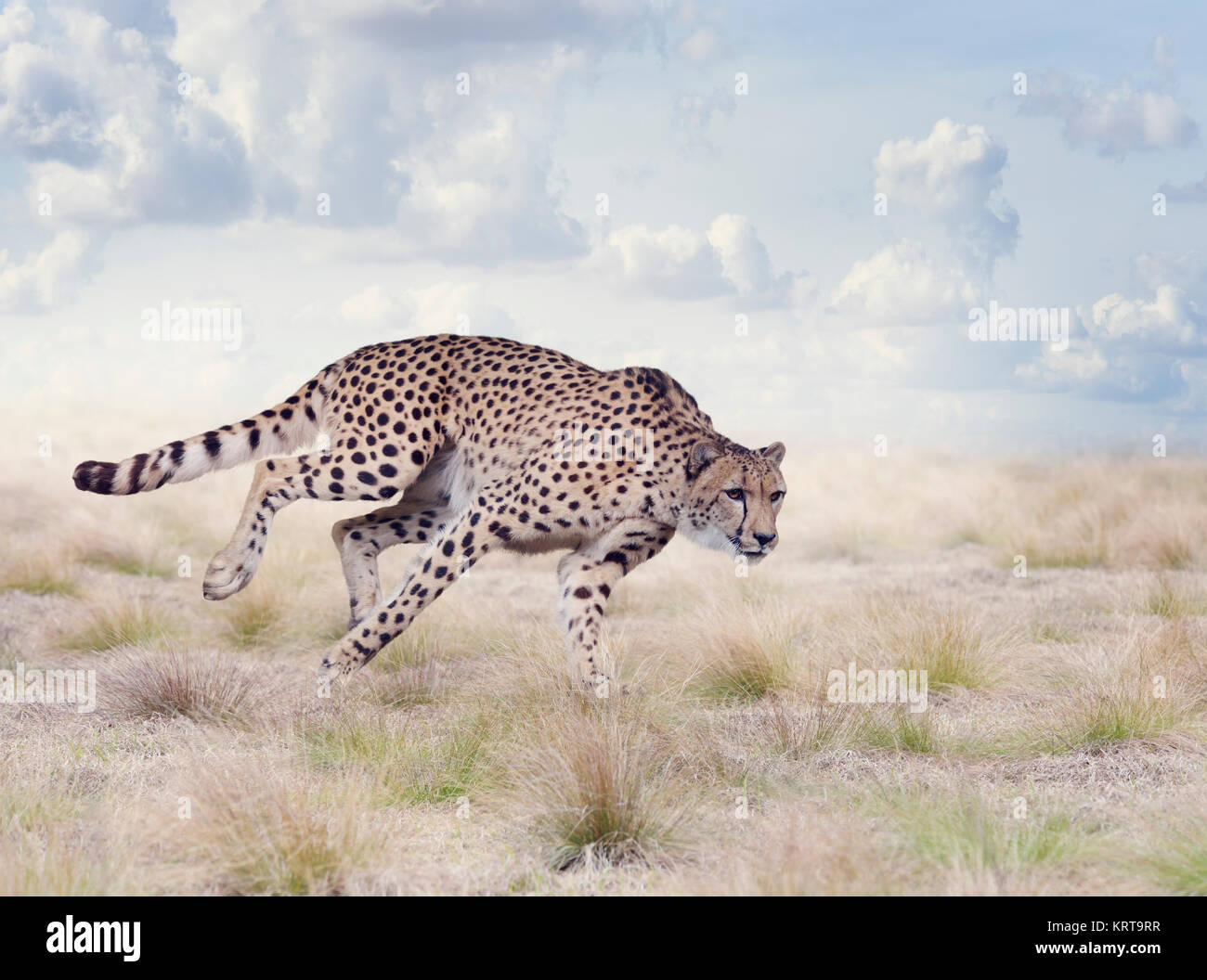 Cheetah Running in The Grassland Stock Photo - Alamy