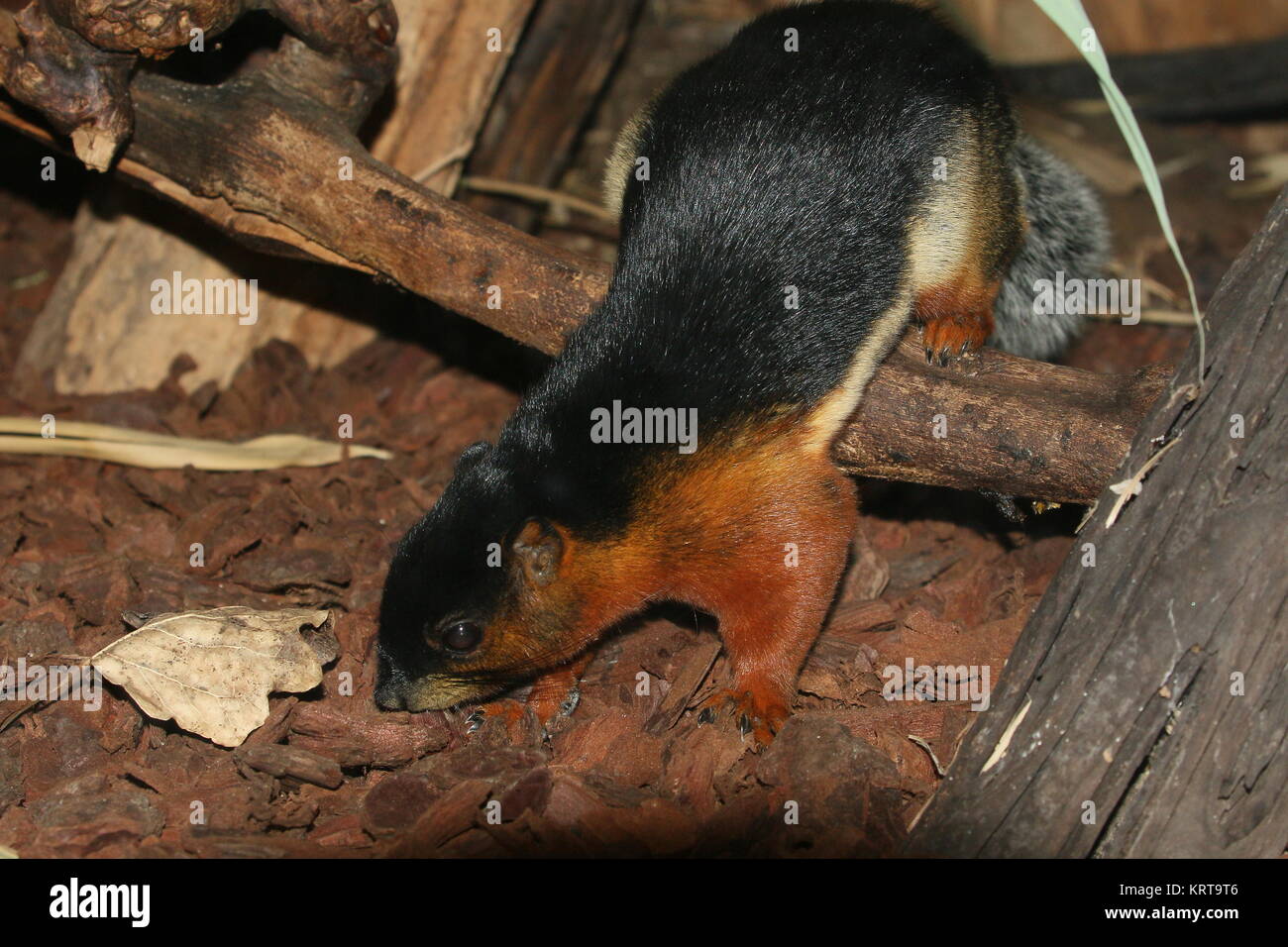 Prevost's squirrel (Callosciurus prevostii) a.k.a. Asian tri colored ...