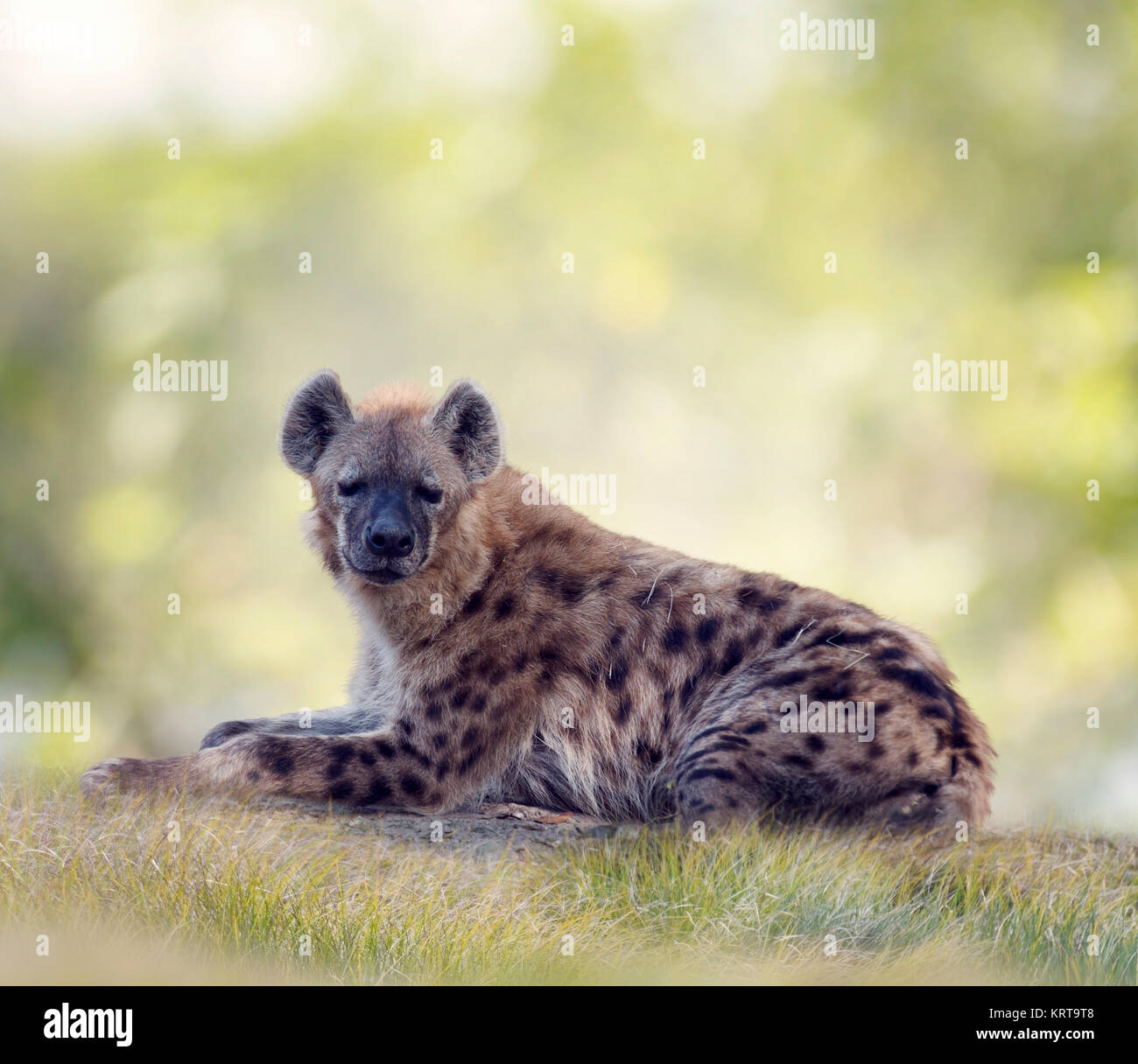 Spotted hyena resting Stock Photo - Alamy