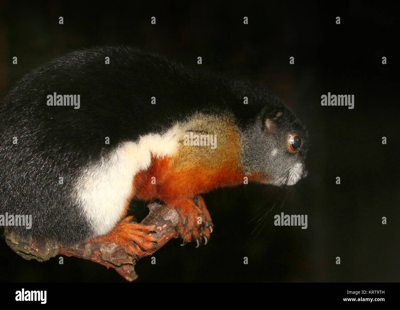 Callosciurus prevostii prevostii High Resolution Stock Photography and ...