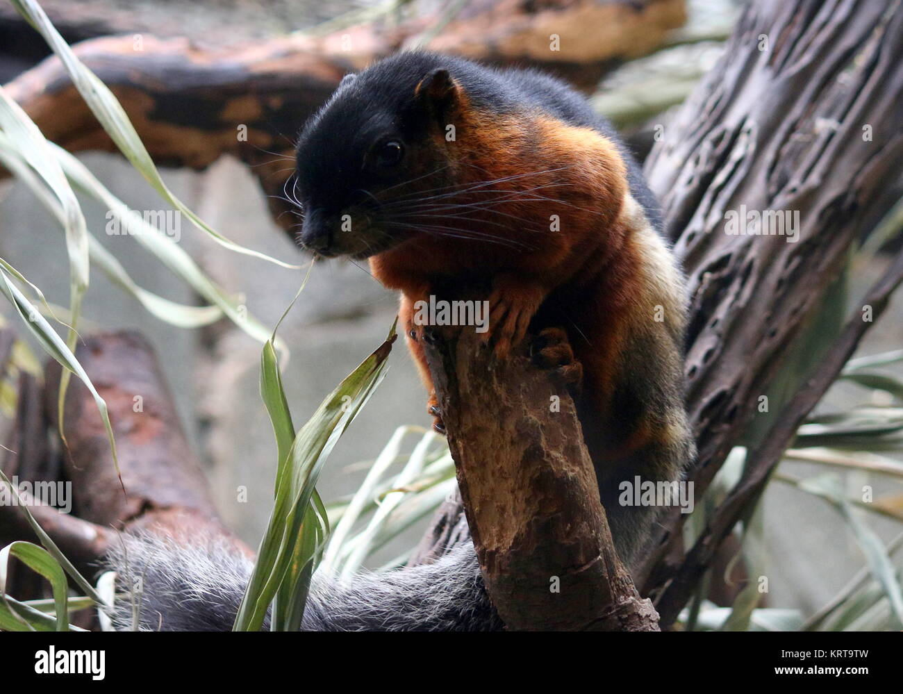 Callosciurus prevostii prevostii High Resolution Stock Photography and ...