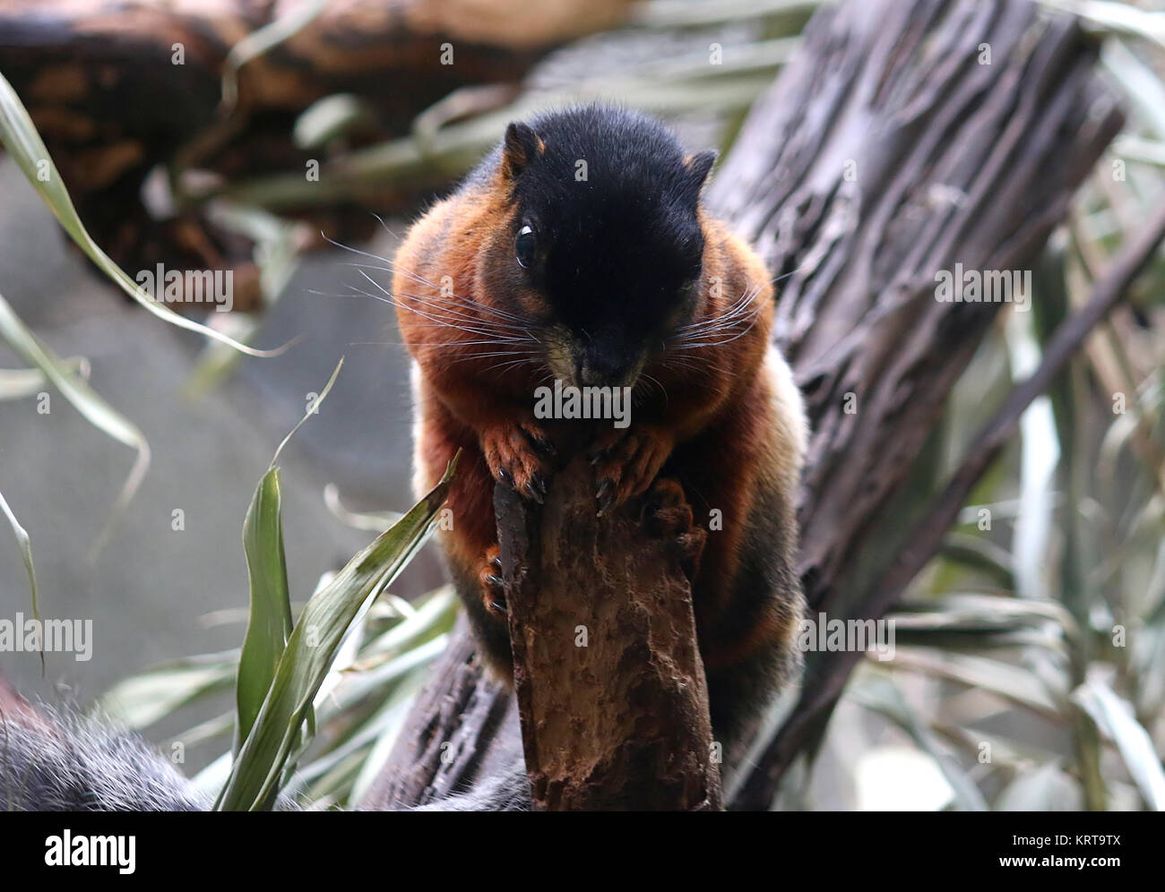 Prevost's squirrel (Callosciurus prevostii) a.k.a. Asian tri colored ...