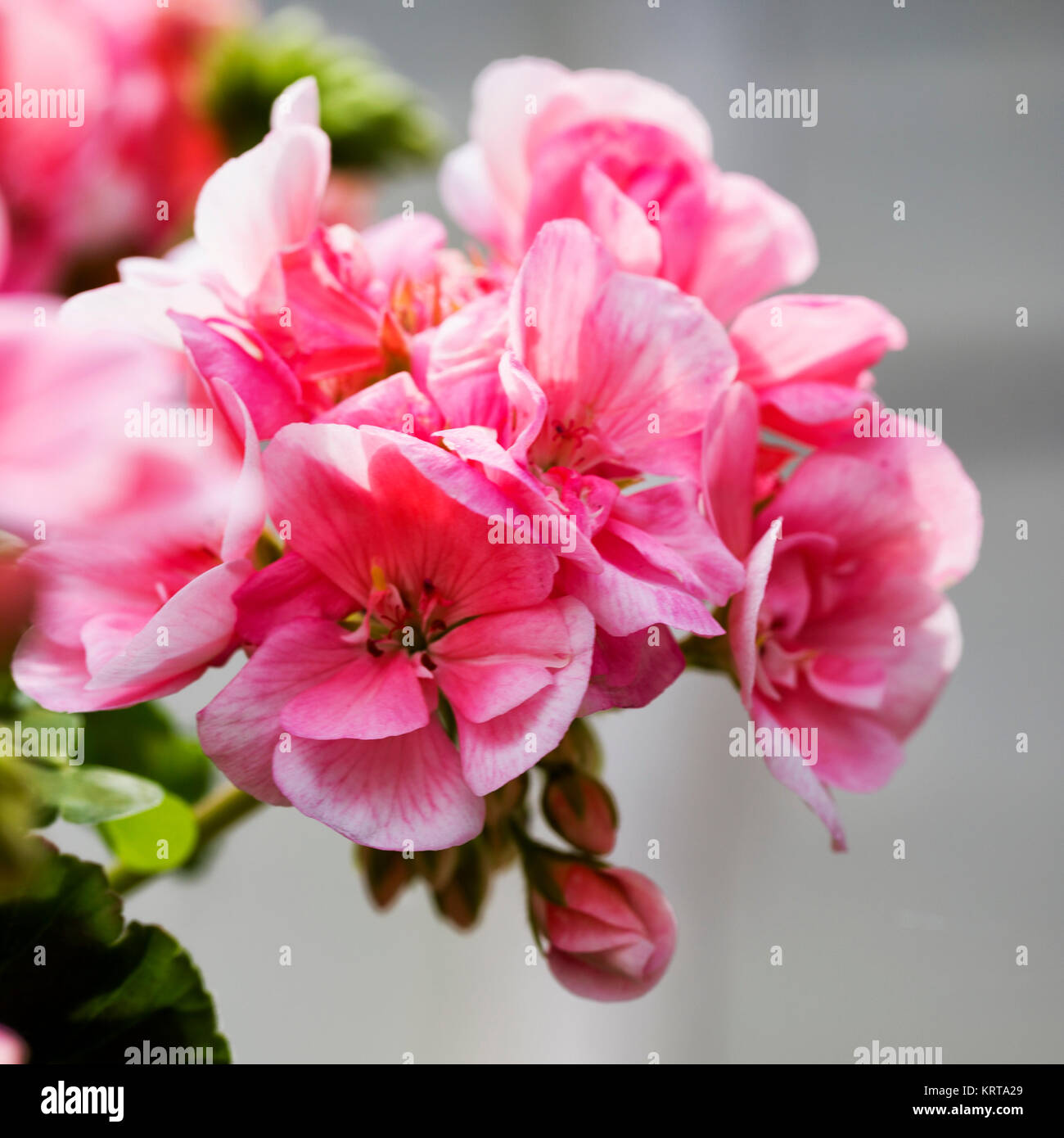 Pink Bicolor Geraniums High Resolution Stock Photography and Images - Alamy