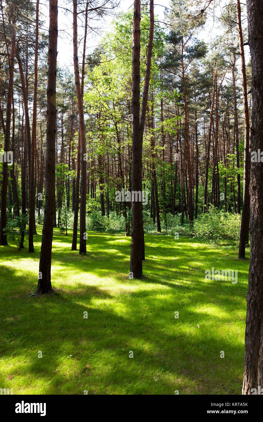 trees in spring Stock Photo - Alamy