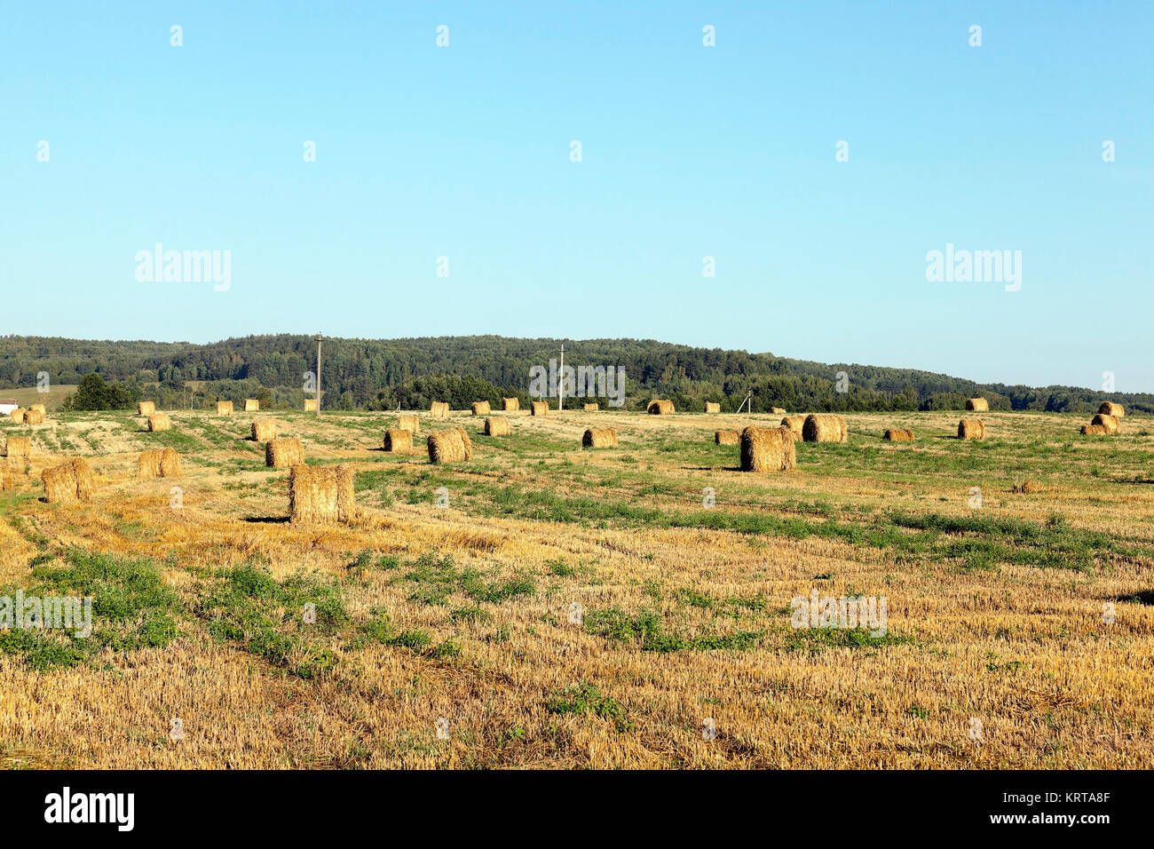 stack of wheat straw Stock Photo - Alamy