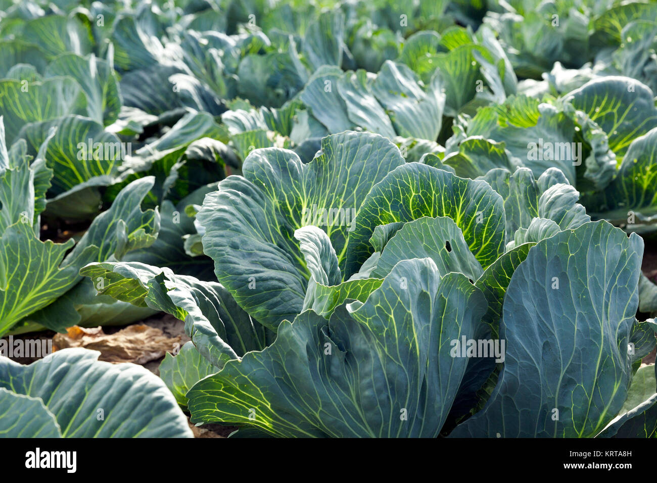 green cabbage field Stock Photo - Alamy