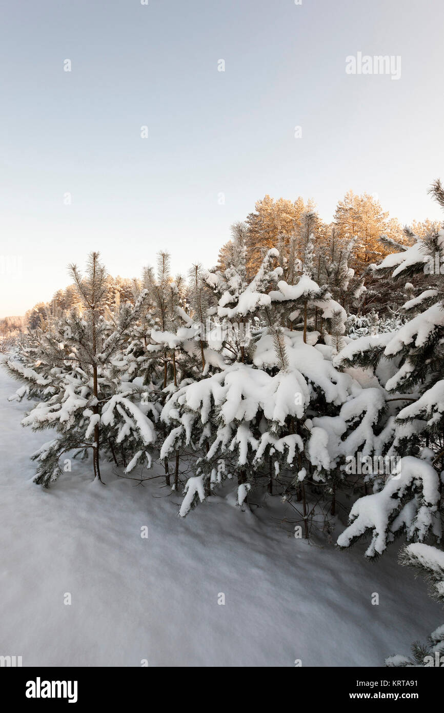 tree in winter Stock Photo - Alamy