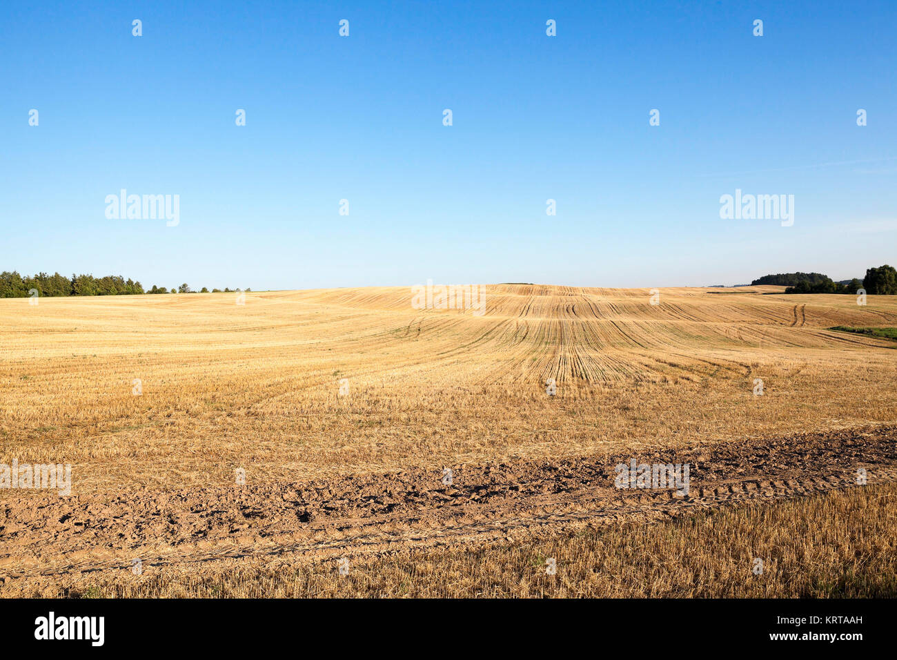 agricultural field, cereals Stock Photo - Alamy