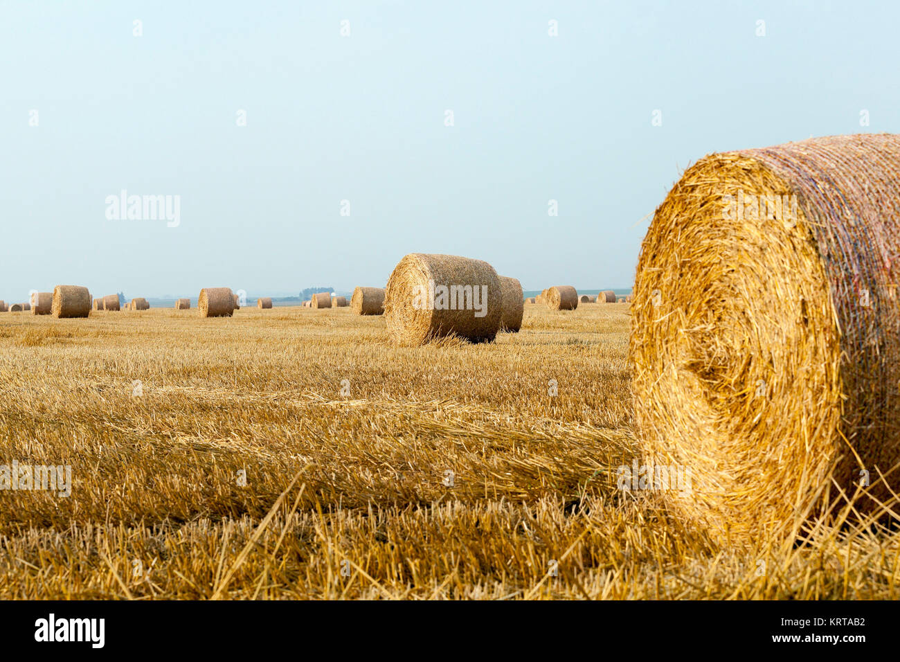 stack of straw in the field Stock Photo - Alamy