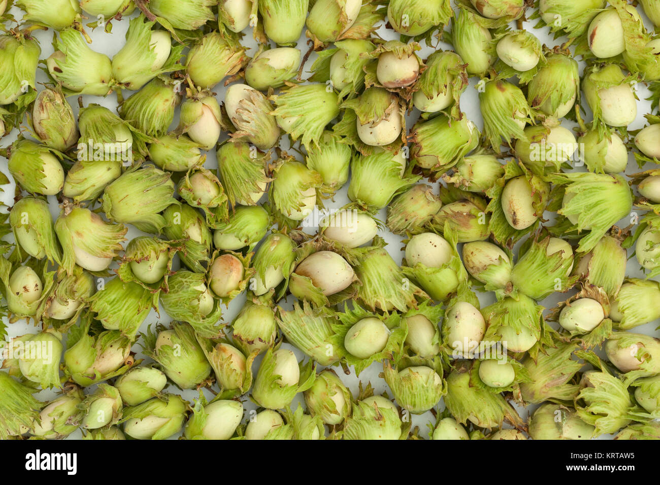 unripe green hazelnuts Stock Photo - Alamy