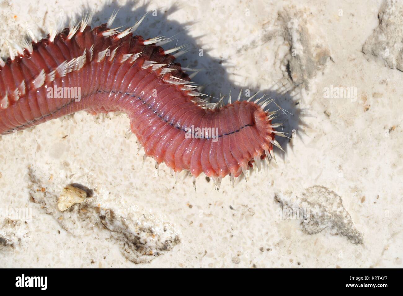 Huge red firewarm Stock Photo - Alamy