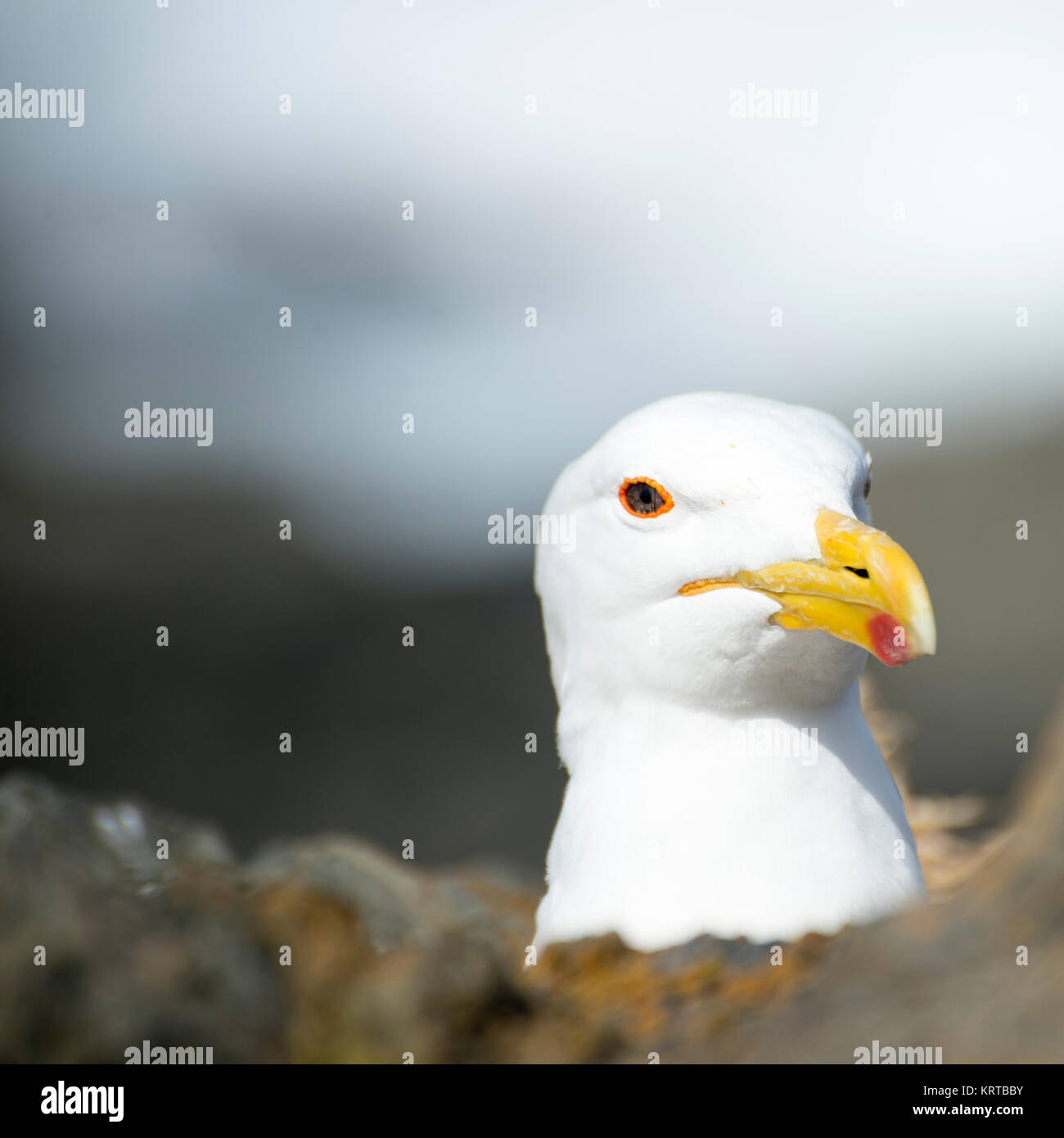 Seagull face hi-res stock photography and images - Alamy
