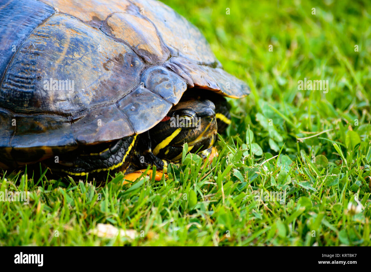 Red eared turtle shell hi-res stock photography and images - Alamy