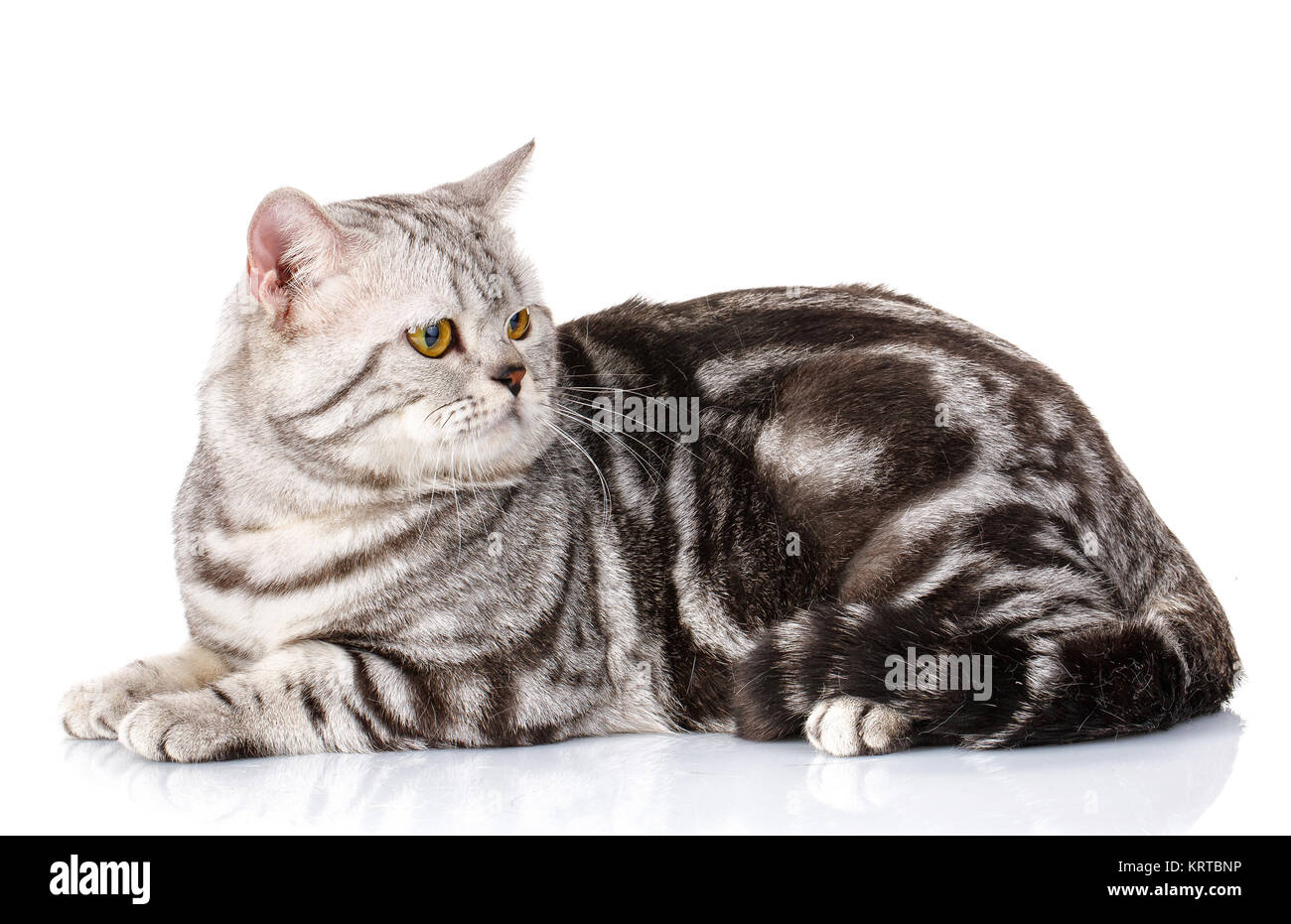 Straight on view small Cut Out Stock Images & Pictures - Alamy