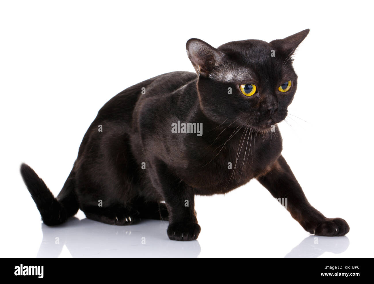 black cat crouched on a white background Stock Photo - Alamy