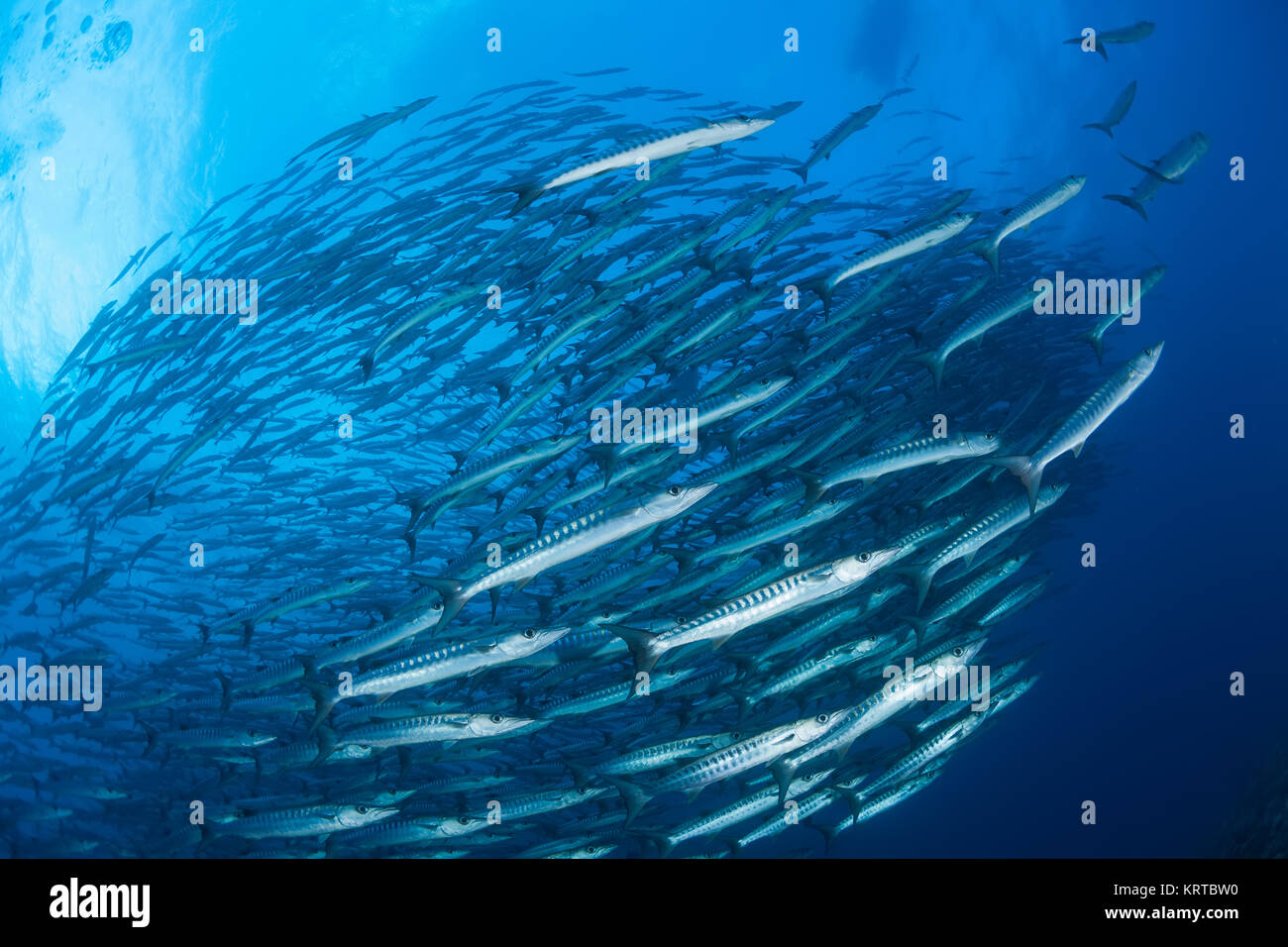 barracuda underwater picture Sudan Red sea diving safari Stock Photo ...