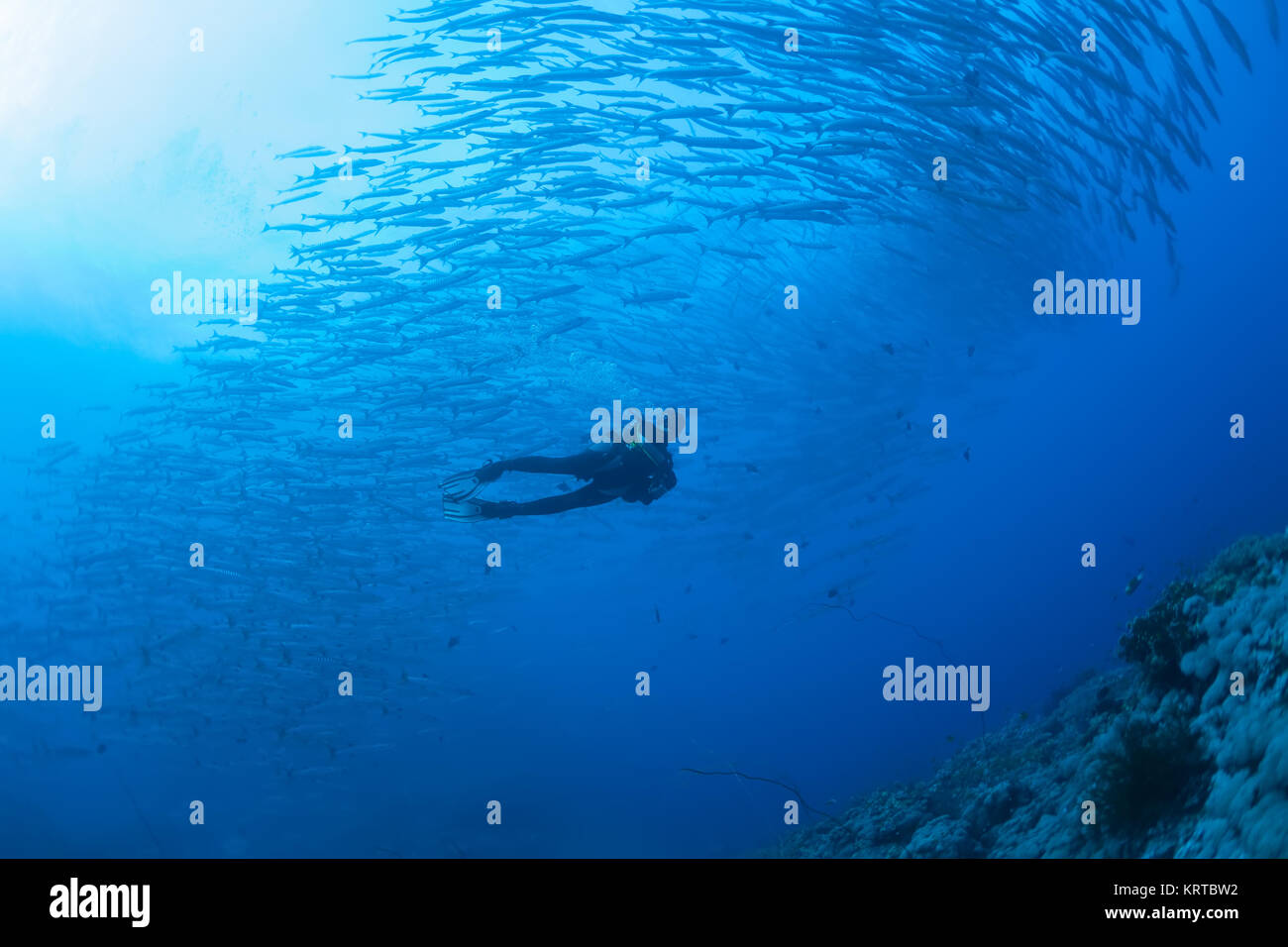 barracuda underwater picture Sudan Red sea diving safari Stock Photo ...