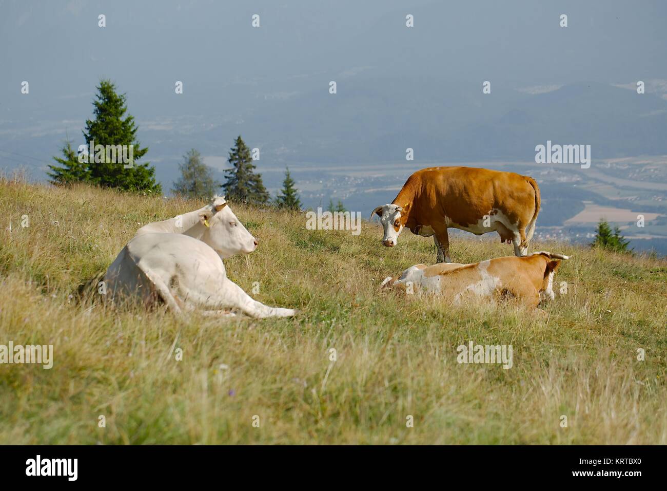 Serene alpine scenery herd cows hi-res stock photography and images - Alamy