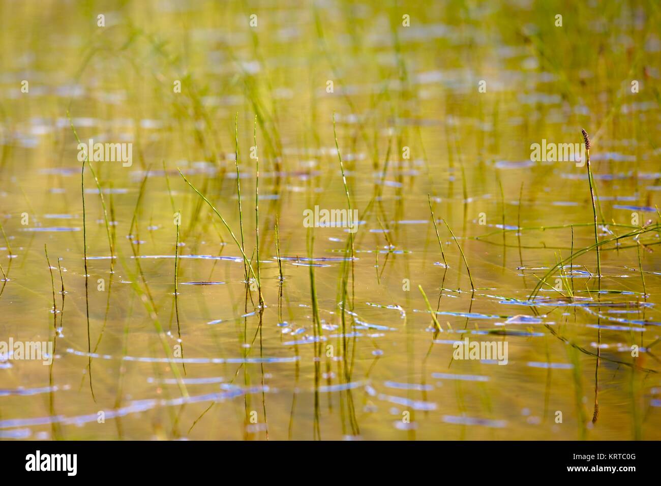 Swamp water detail Stock Photo - Alamy