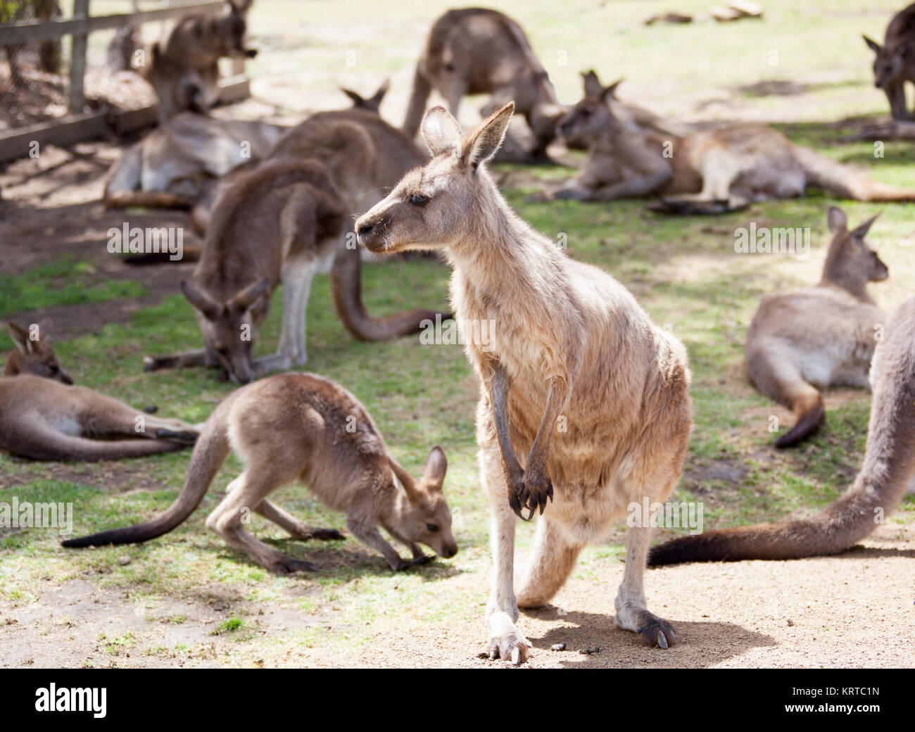 Tasmanian Kangaroo Family Stock Photo - Alamy