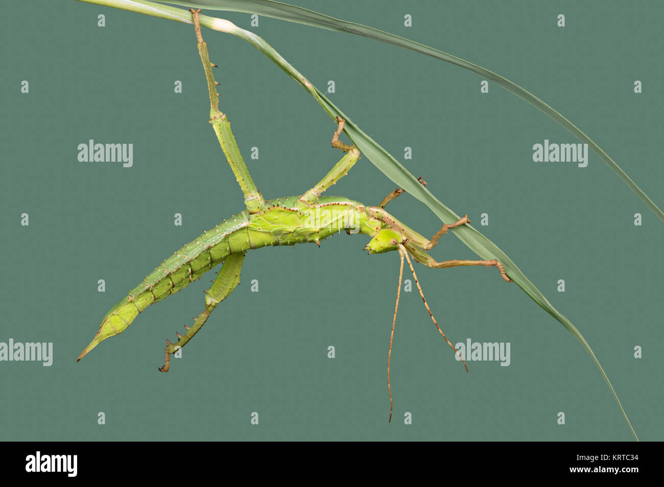Jungle Nymph Stick Insect High Resolution Stock Photography and Images ...