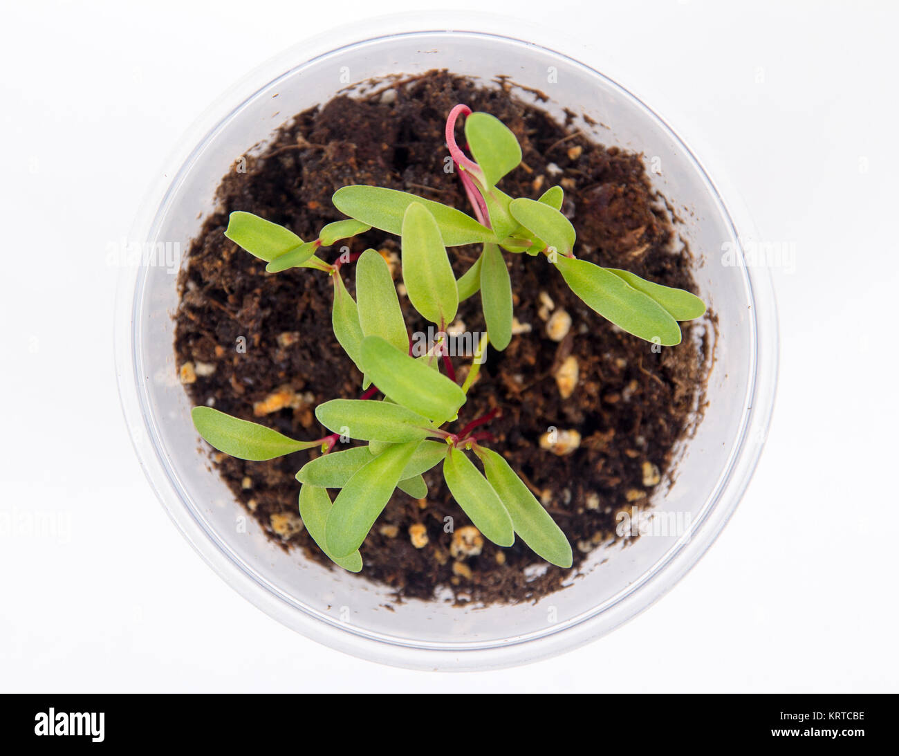 swiss chard sprout in pot over white background high angle view Stock ...