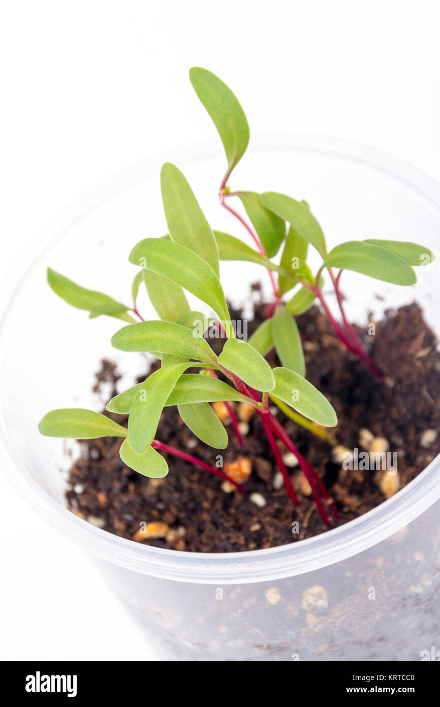 swiss chard sprouting over white background Stock Photo - Alamy