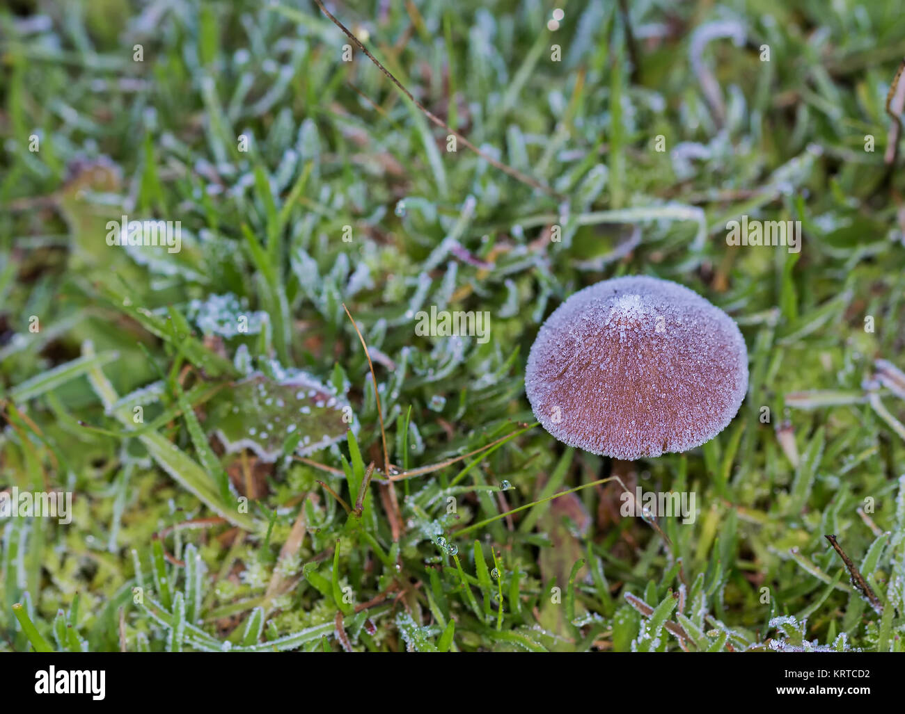 Sombrero plano hi-res stock photography and images - Alamy