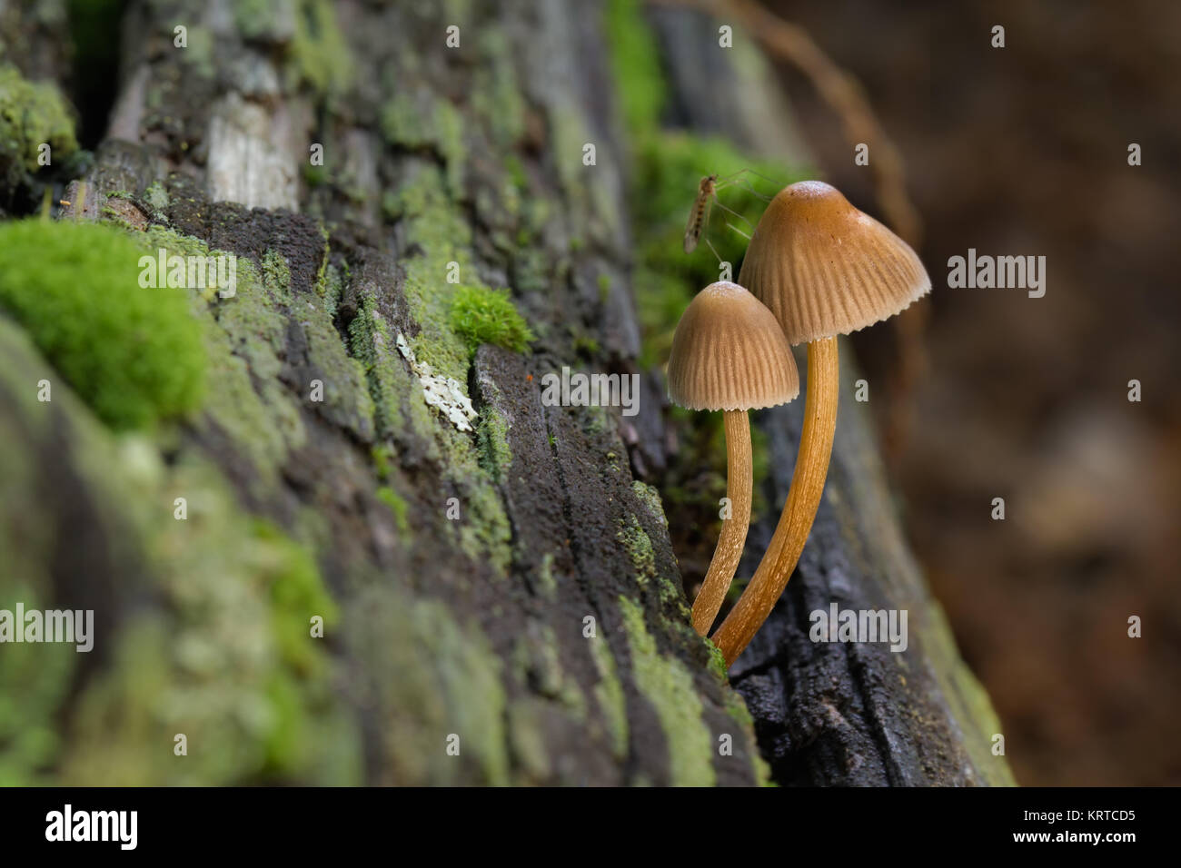 Hongo hongo hongo hongo naturaleza hi-res stock photography and images ...
