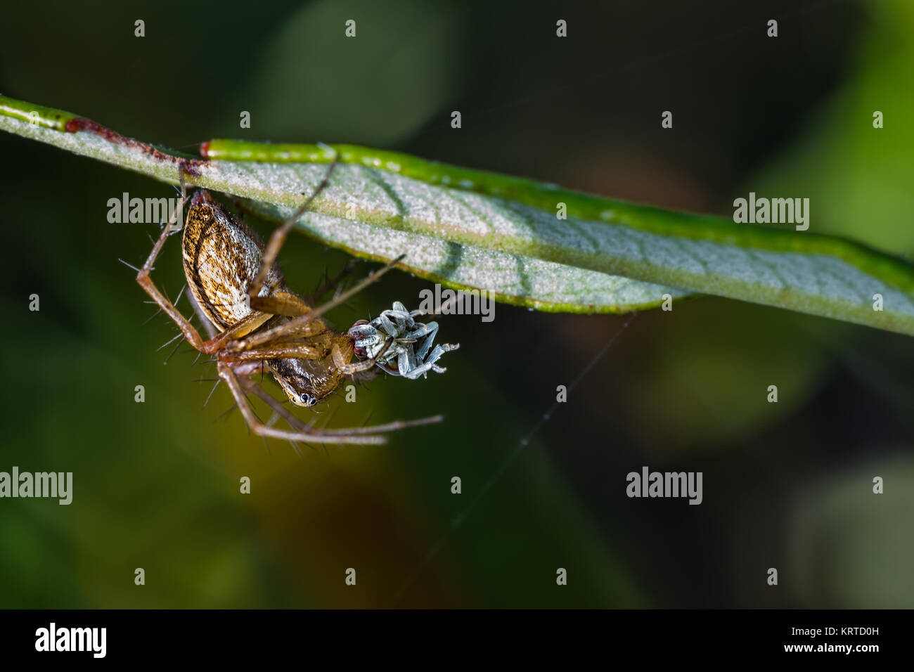 Hunting spider at nest hi-res stock photography and images - Alamy