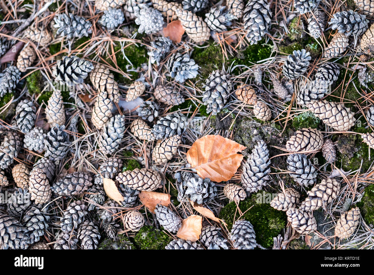 leaf and cones Stock Photo - Alamy