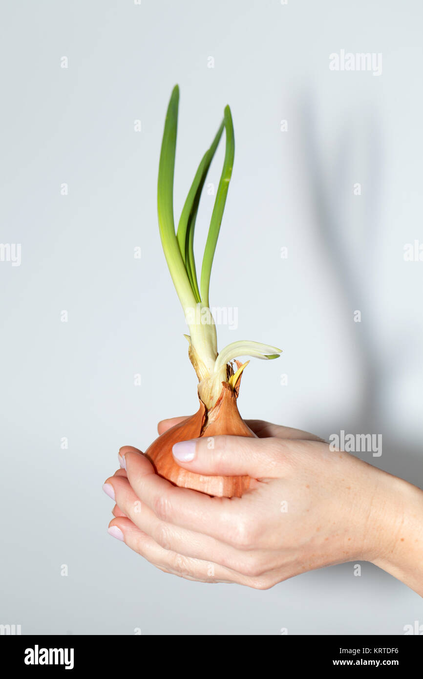 hand holding onions Stock Photo - Alamy