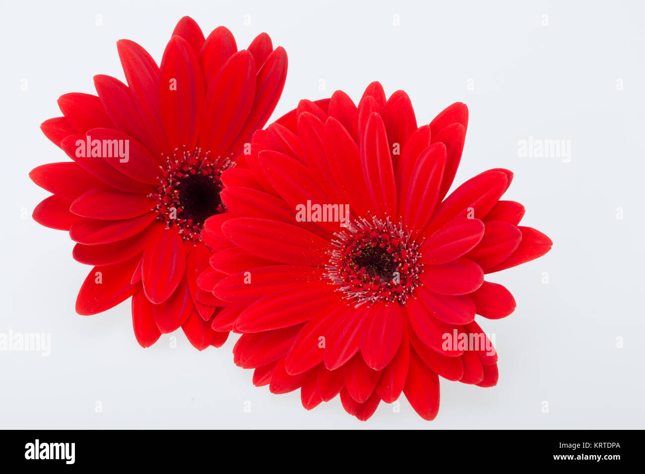 red gerbera daisy flower Stock Photo - Alamy