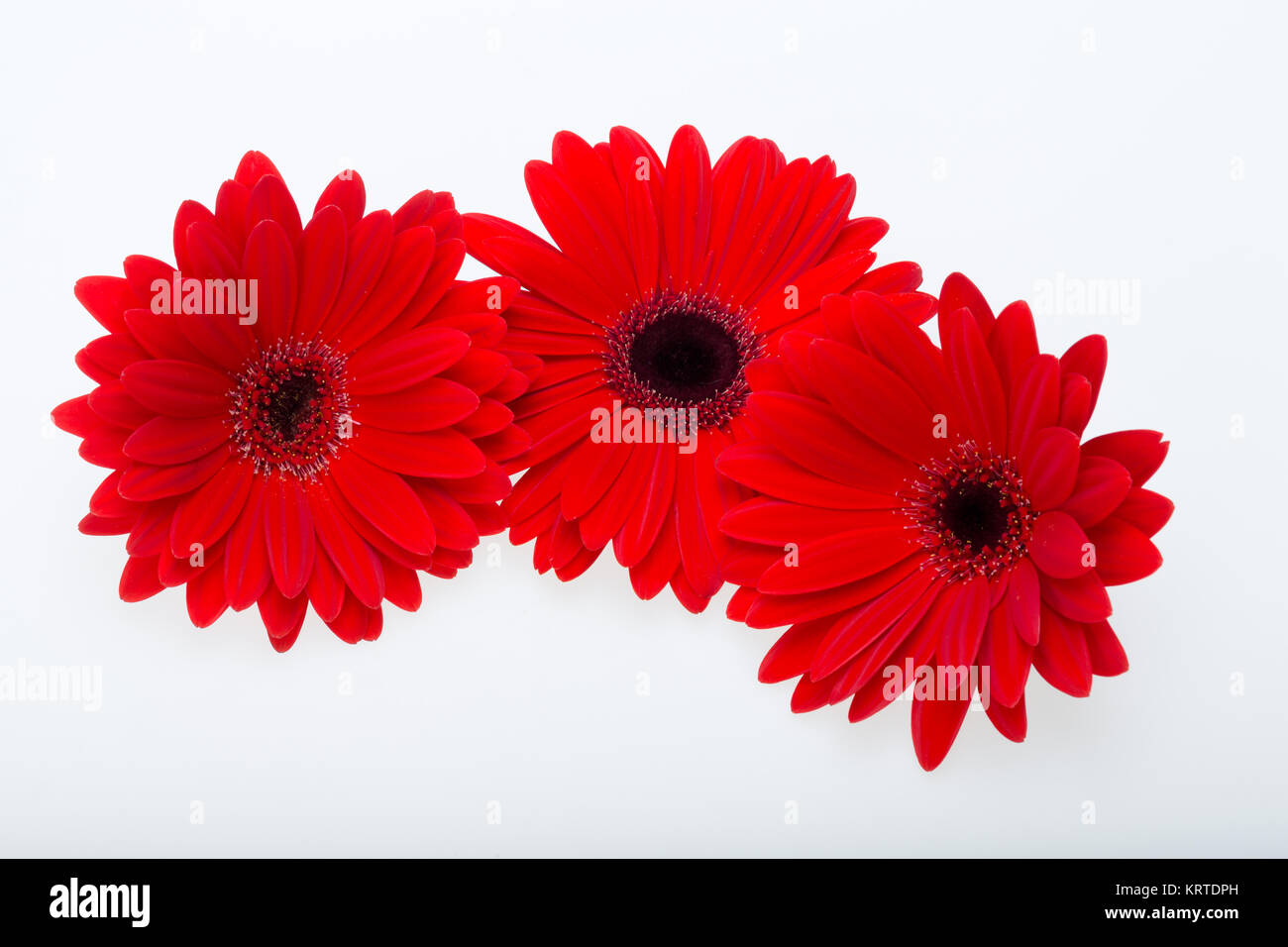 red gerbera daisy flower Stock Photo - Alamy