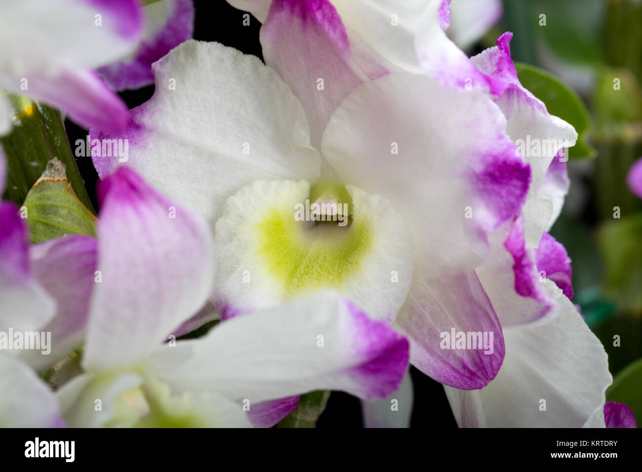 Dendrobium Orchid hybrids. Isolated on black Stock Photo - Alamy