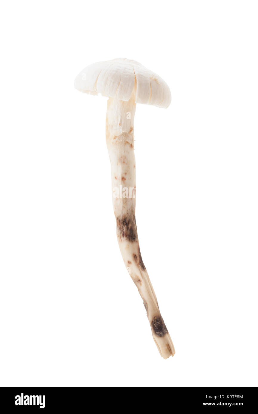 Termitomyces hi-res stock photography and images - Alamy