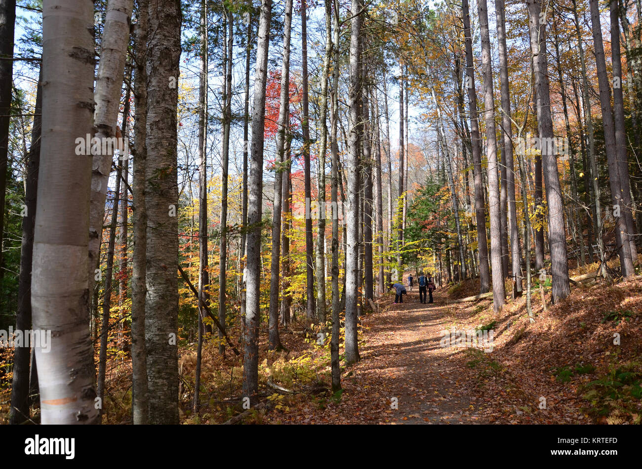 Family hiking on Mill Trail to Bingham Falls, Stowe, Vermont, USA Stock ...