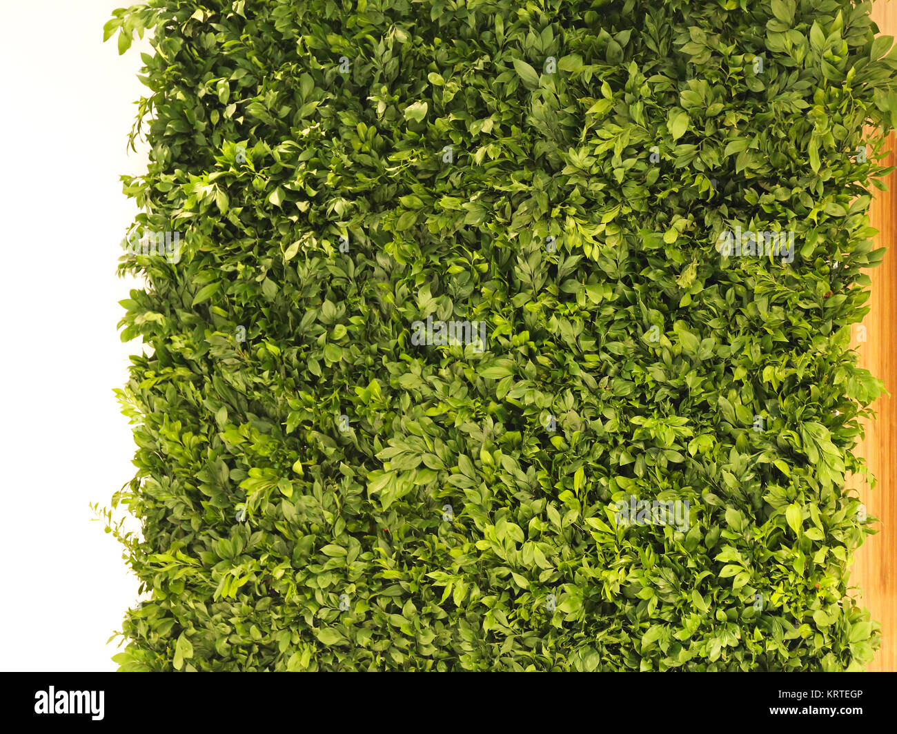 Live plants hi-res stock photography and images - Alamy