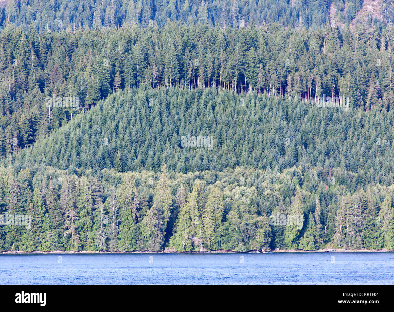 British Columbia Forest Stock Photo - Alamy