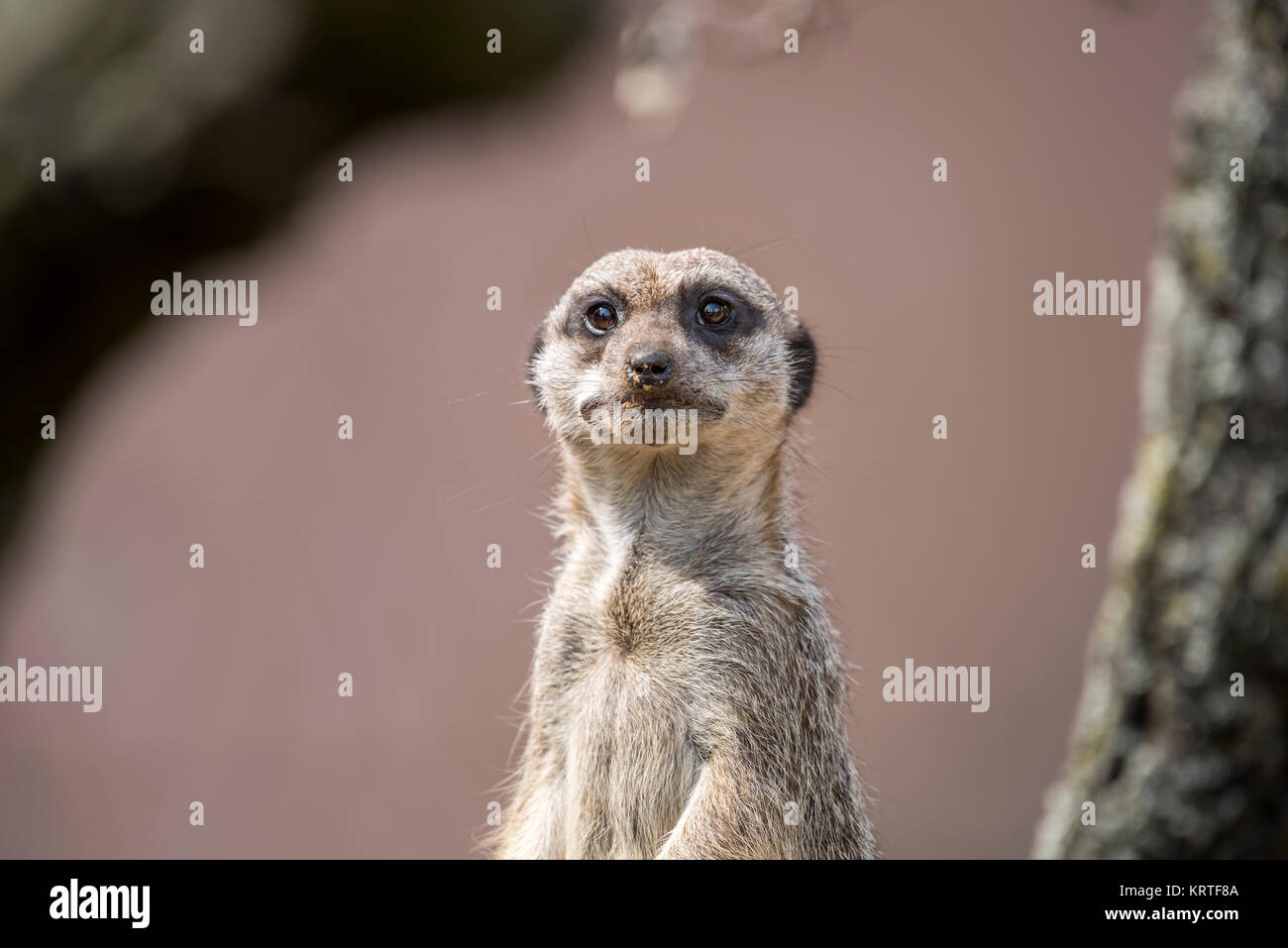 Grey meerkat hi-res stock photography and images - Alamy