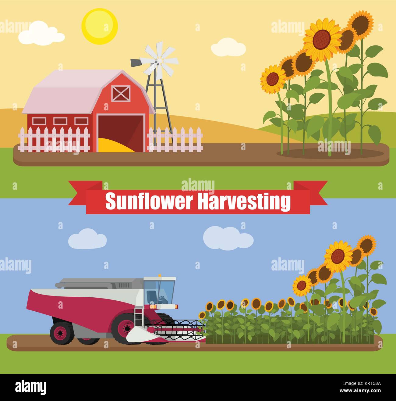 Modern combine harvester tractor working a sunflowers field ...