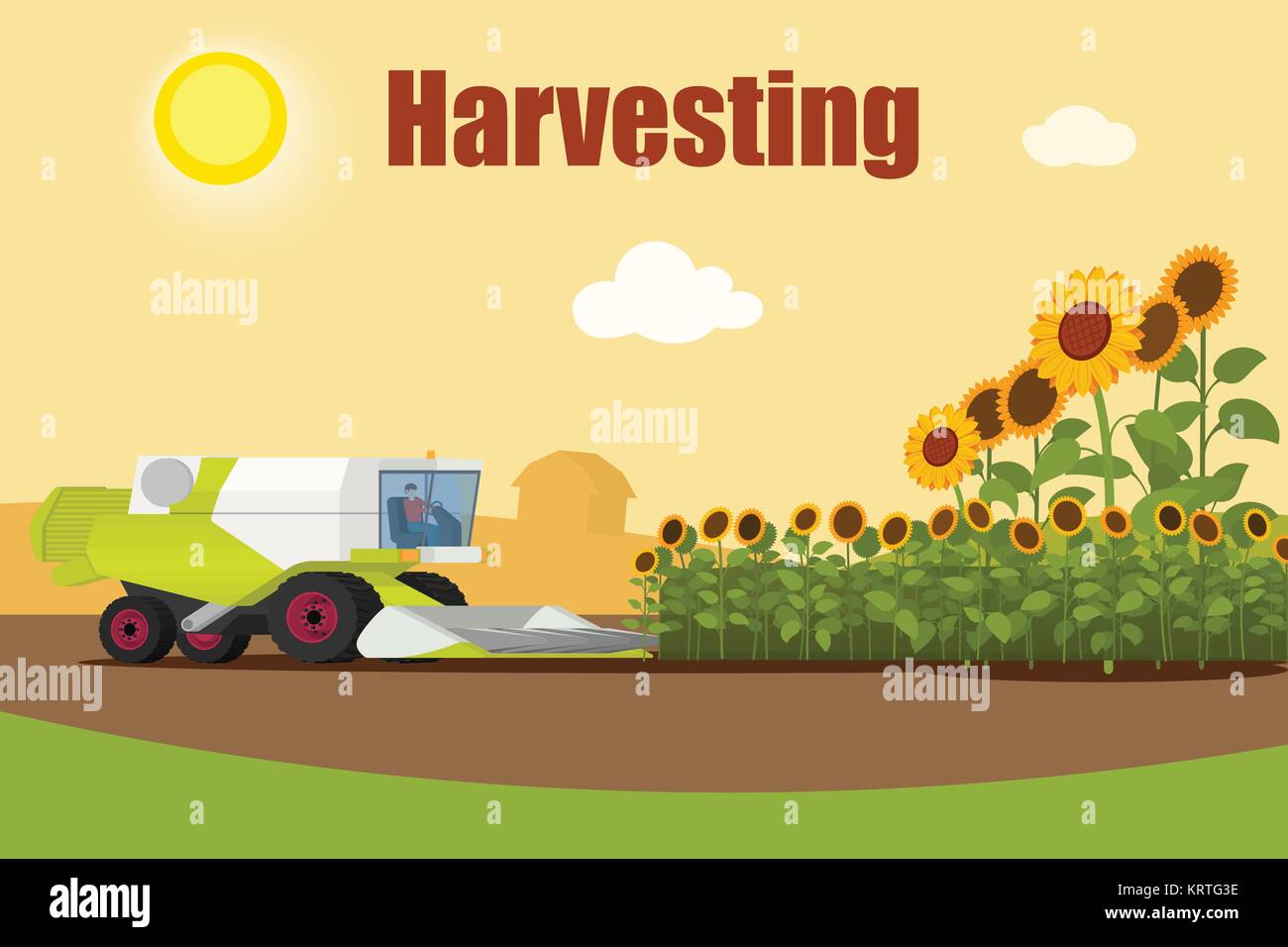 Modern combine harvester tractor working a sunflowers field ...