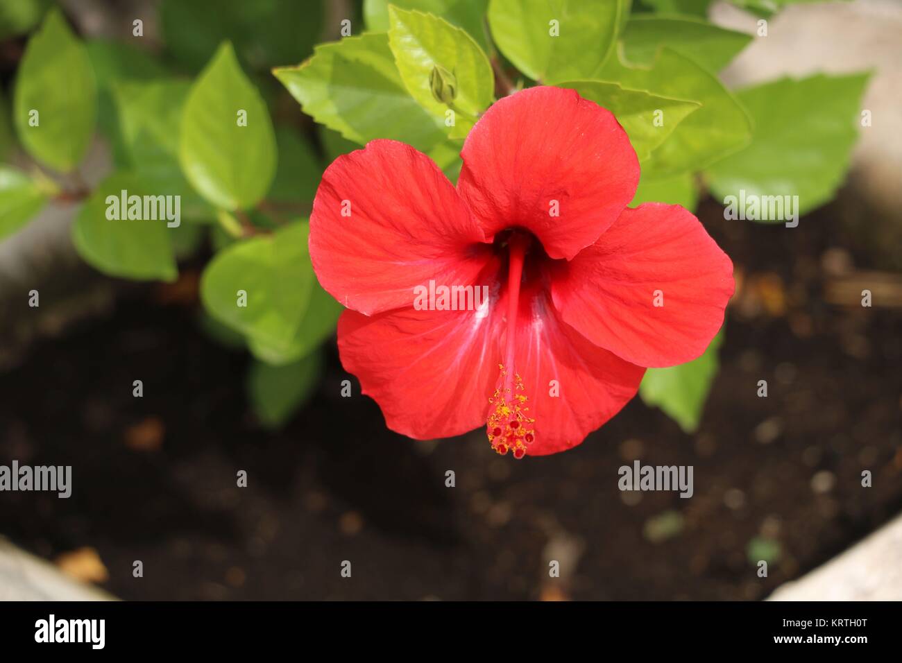 Beautiful red flower Stock Photo - Alamy