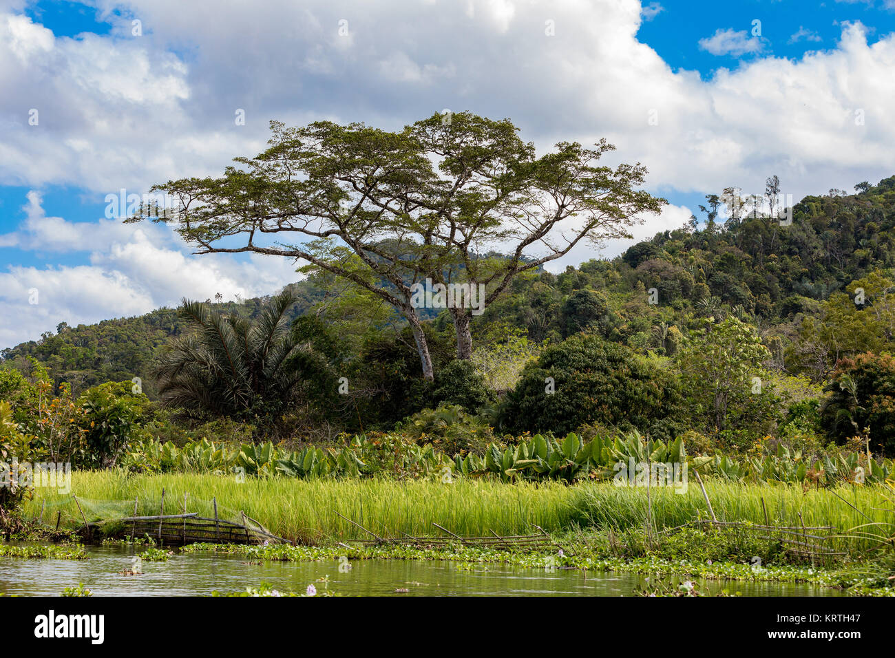Madagascar river landscape Stock Photo - Alamy
